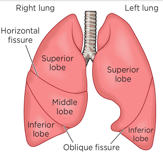 Chest Physiotherapy For Children - Physiotherapy for Kids (Singapore)